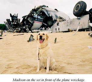 Vincent the dog played by Madison - Sitcoms Online Photo Galleries
