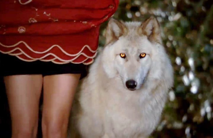 Sookie & Alcide in wolf form - Sitcoms Online Photo Galleries